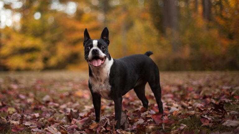 10 Small Dog Breeds Perfect for Children with Autism