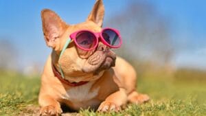 10 Small Dog Breeds Perfect for Children with Autism